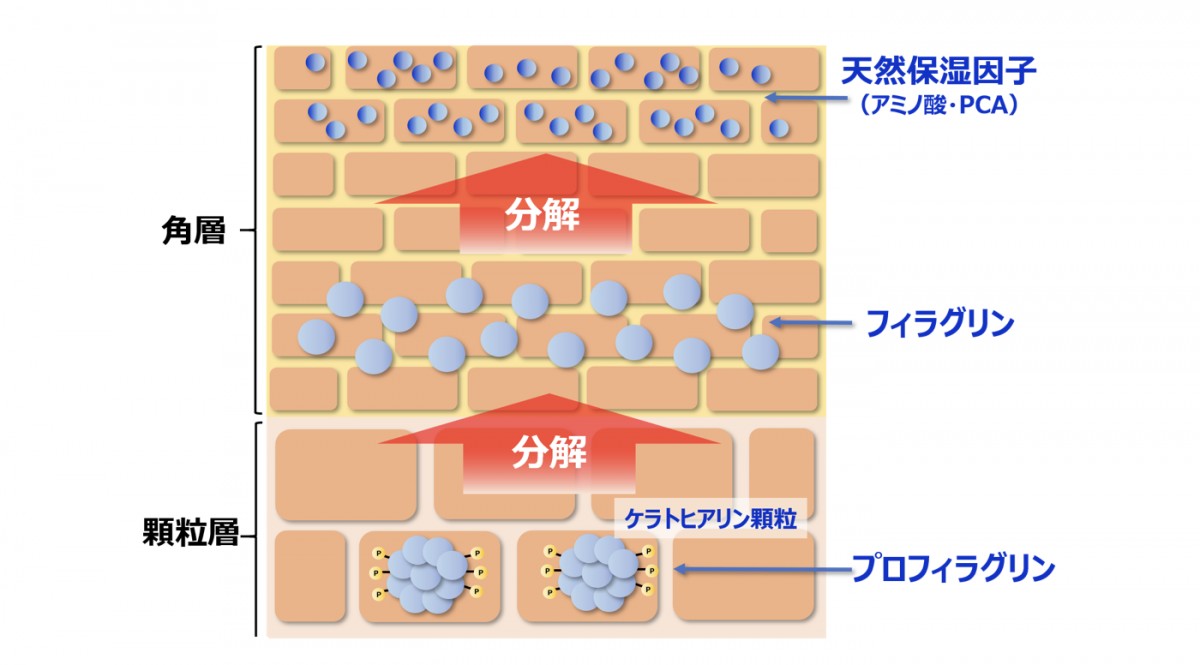 美容の最重要ポイント｜ターンオーバーを完全に理解する | Beauty Science News